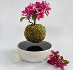 Bonsai fitosystems (Elektrodnaya Street No:2с3), çiçekçiler  Moskova'dan
