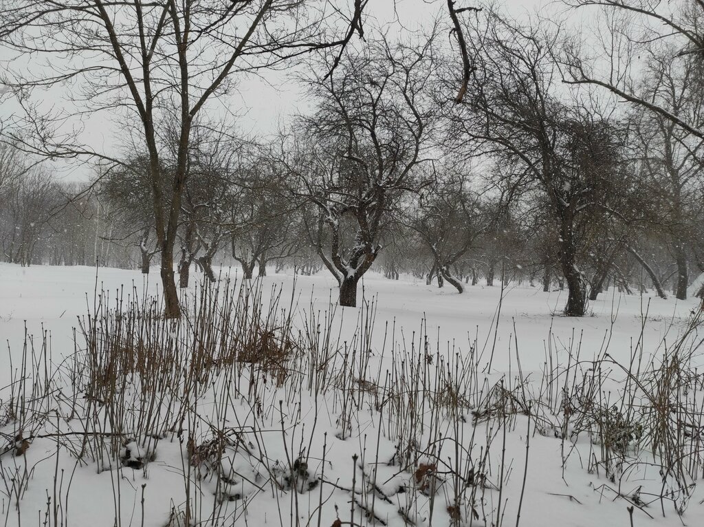 Bahçe Яблоневый сад при даче Башкирцева, Semiluki, foto