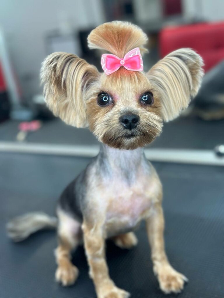 Evcil hayvan kuaförleri Усы Да Хвосты, Tolyatti (Togliatti), foto