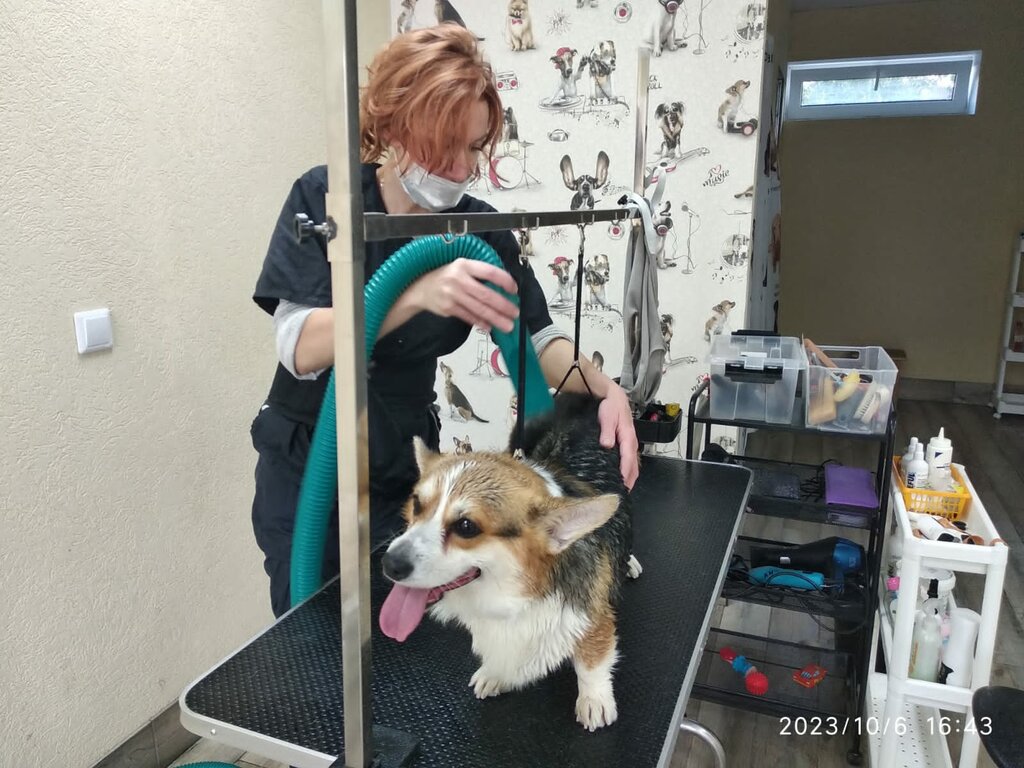 Evcil hayvan kuaförleri Barboskiny, Belgorod, foto