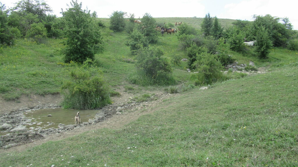 Pınar, çay Родник Улахлы, Kırım Cumhuriyeti, foto