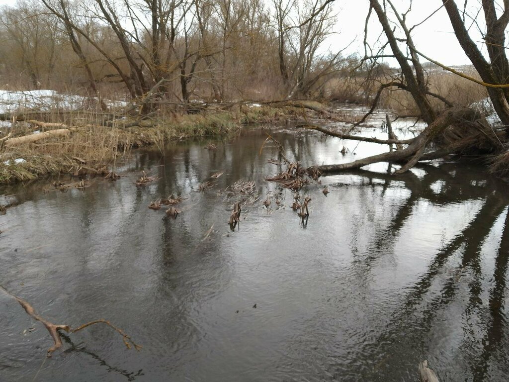 Orman урочище Слободка, Belgorodskaya oblastı, foto