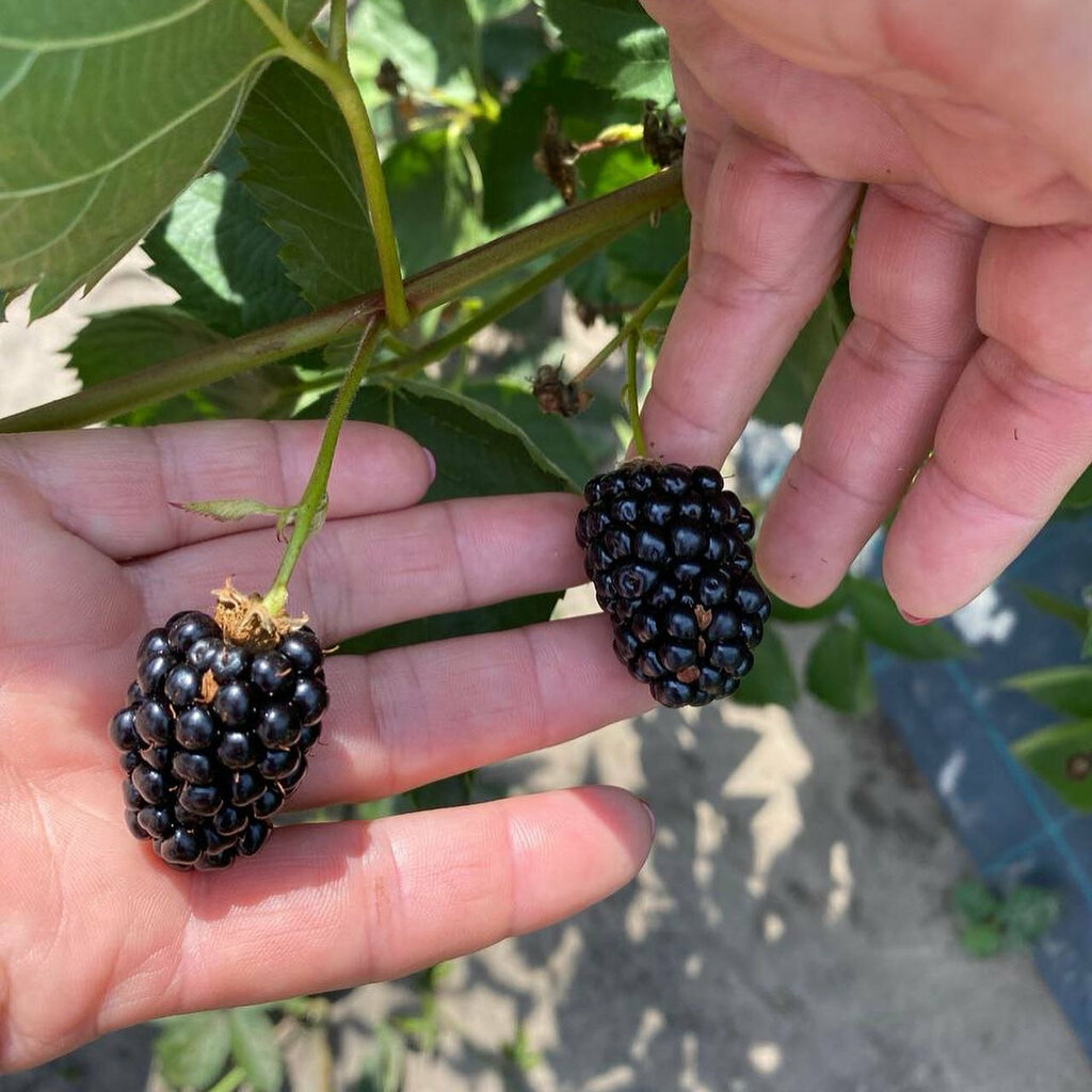 Sera ve bahçe ürünleri Старо-Бинарадский питомник, Samarskaya oblastı, foto
