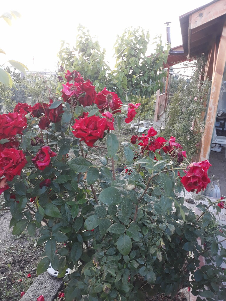 Çiftlik tatili İşler Garden, Ankara, foto