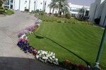 Green Mountain Flowers Trading (Dubai, Mushraif, Warsan 3, Garden Street, 186), fidan yetiştiriciliği  Dubai'den
