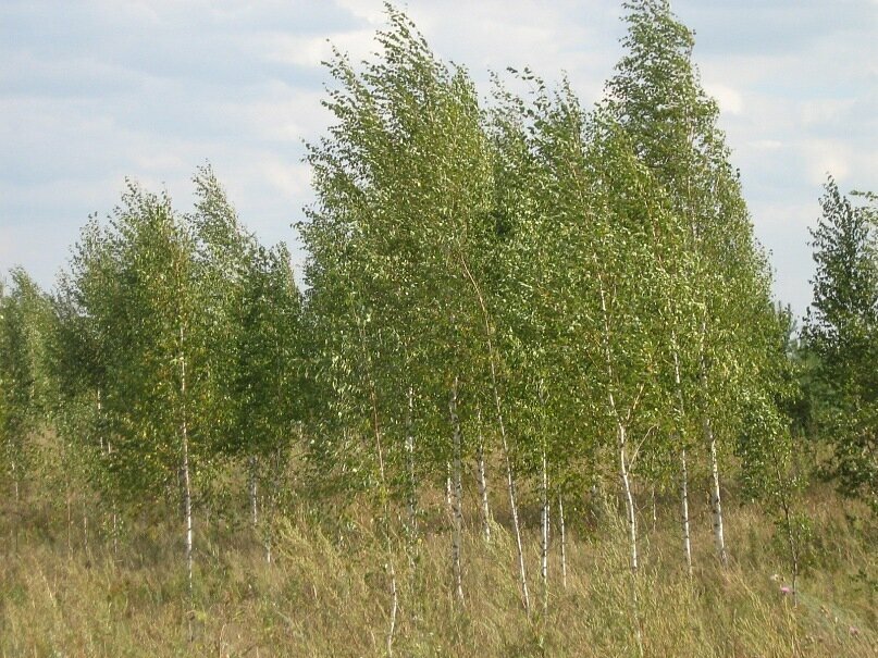 Orman урочище Радуга, Kurskaya oblastı, foto