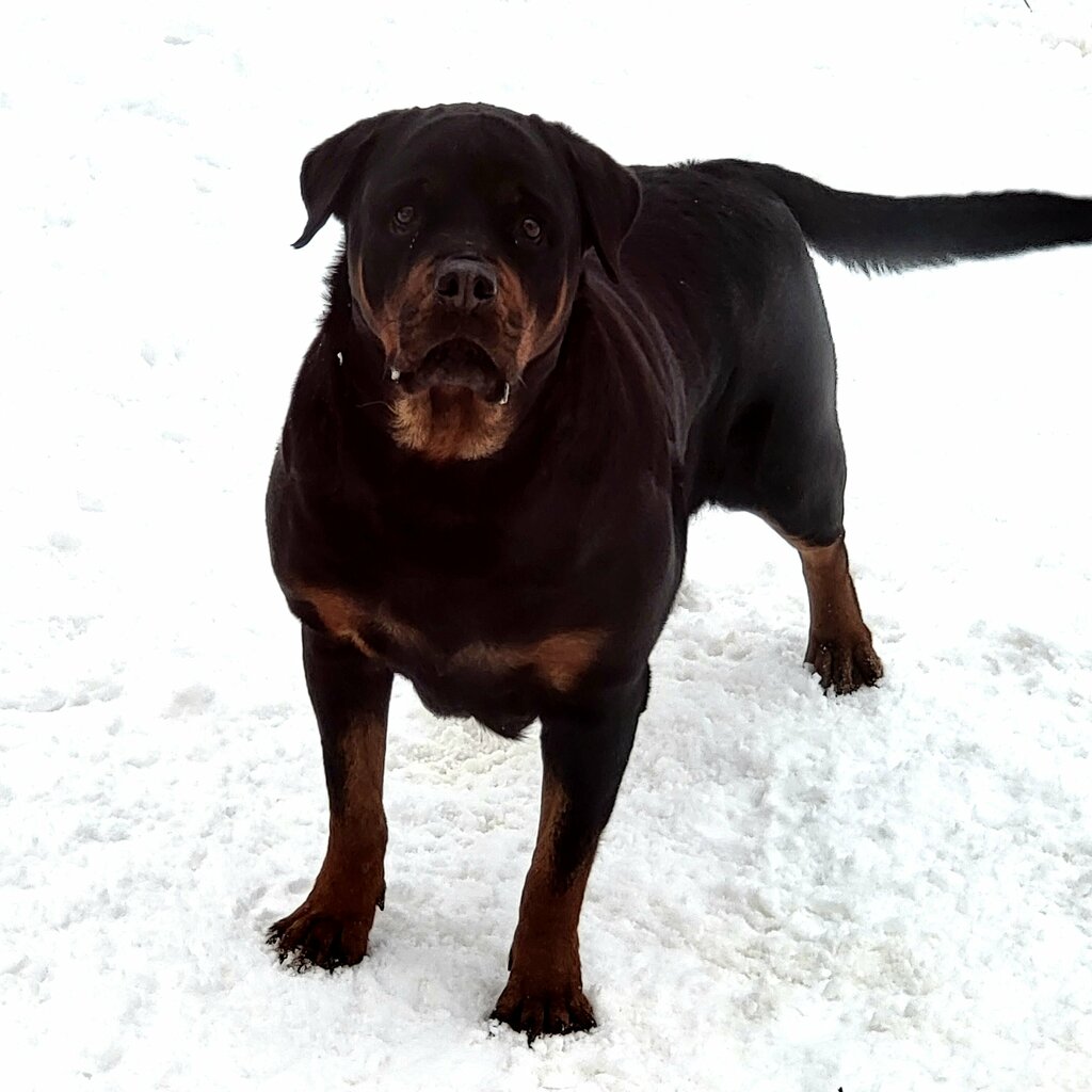 Evcil hayvan yetiştiricileri Pitomnik rotveylerov Ens, Moskova ve Moskovskaya oblastı, foto