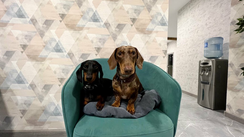 Pet otel PetHouse, Moskova ve Moskovskaya oblastı, foto