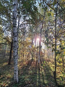 Лесопарк Гармония (gorodskoy okrug Voronezh, Zheleznodorozhniy District, lesopark Garmoniya), kültür ve eğlence parkları  Voronej'den