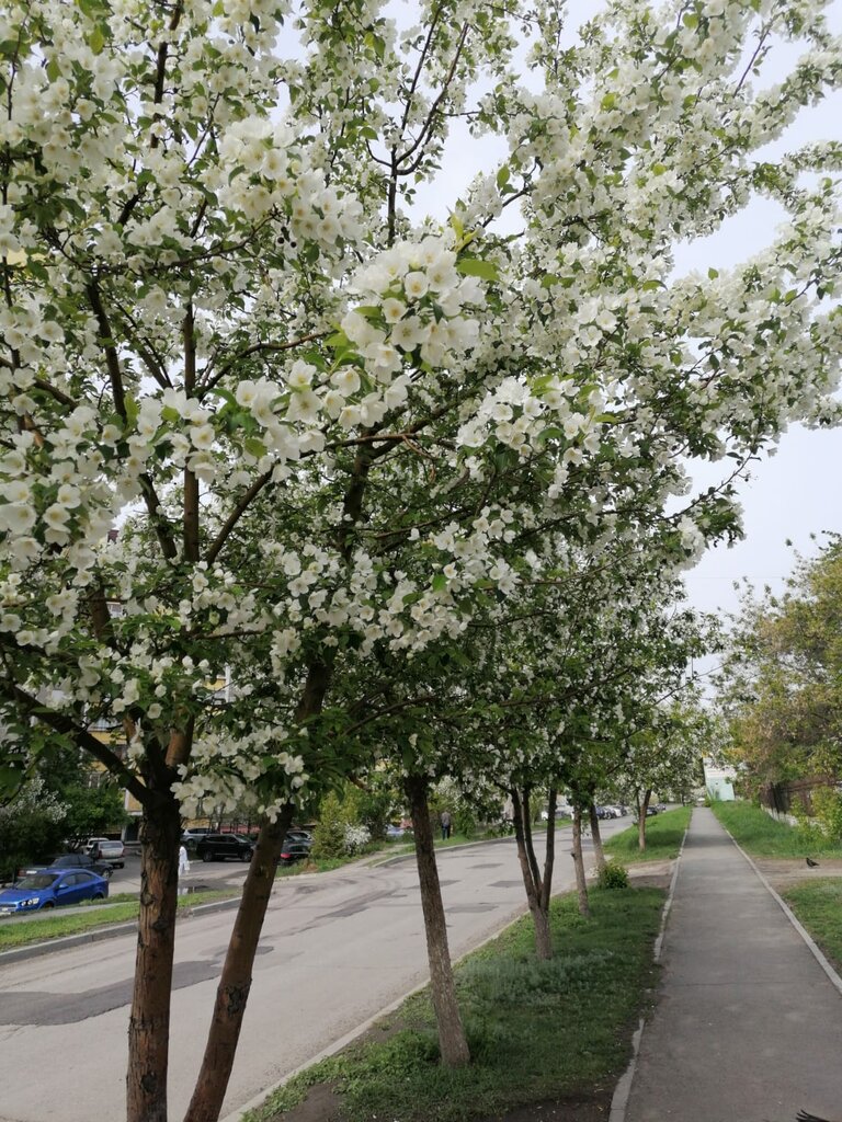 Konut servisleri kuruluşları Мир, Çeliabinsk, foto