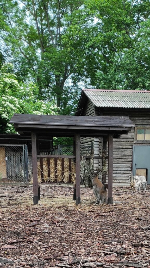 Hayvan muhafazaları Кенгуру (валаби) Беннета, Kaliningrad, foto