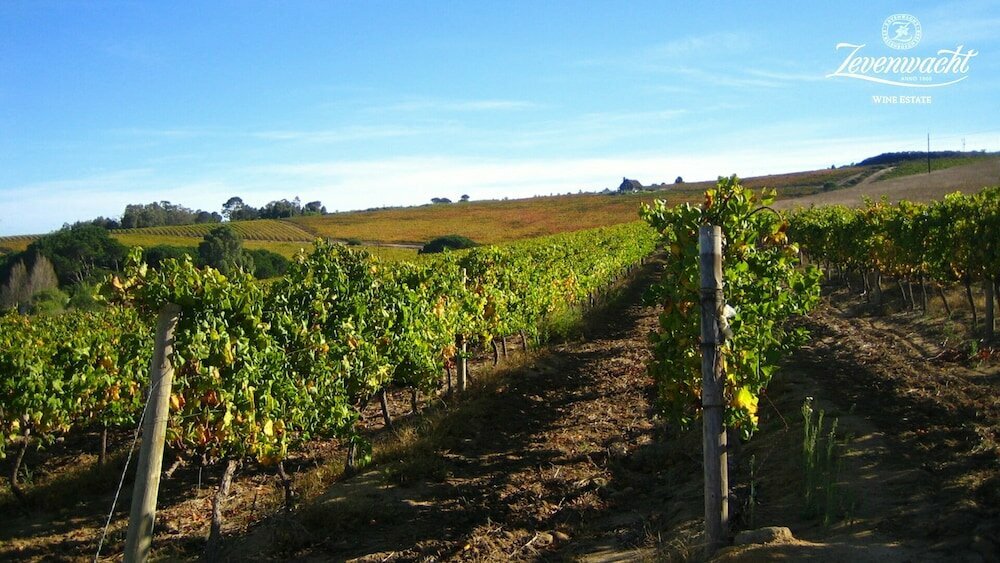 Otel Zevenwacht Wine Estate, Capetown, foto