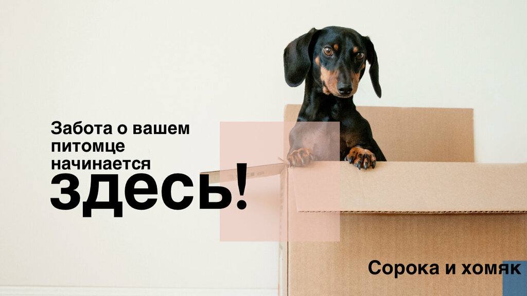 Petshop Сорока и хомяк, Dmitrov, foto
