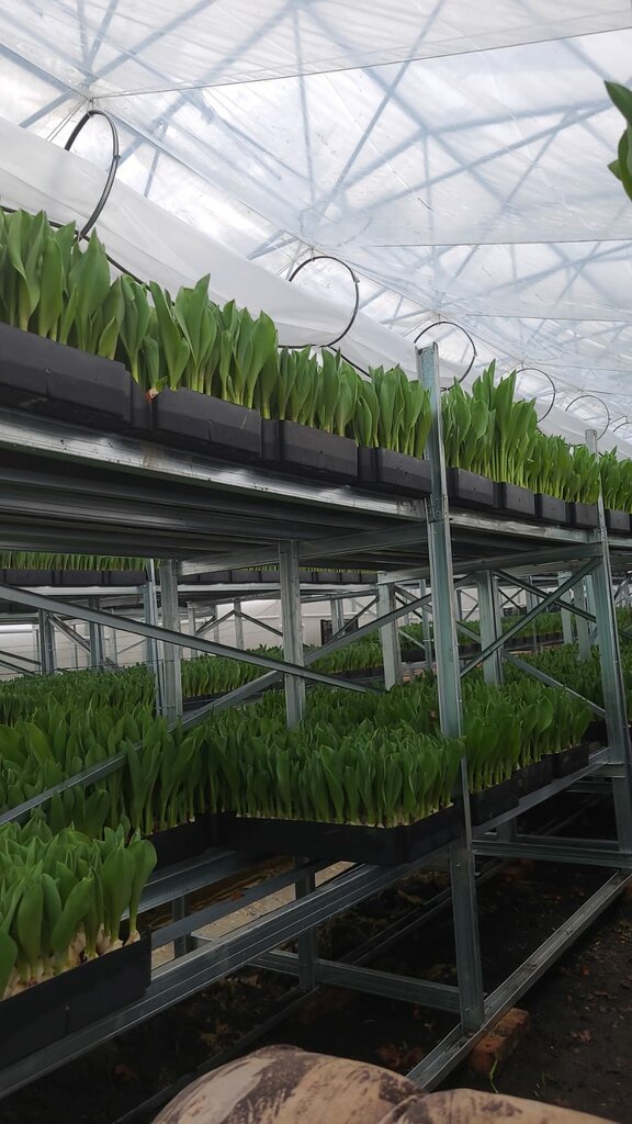 Seracılık Aleksandrovsky greenhouse complex, Tulskaya oblastı, foto