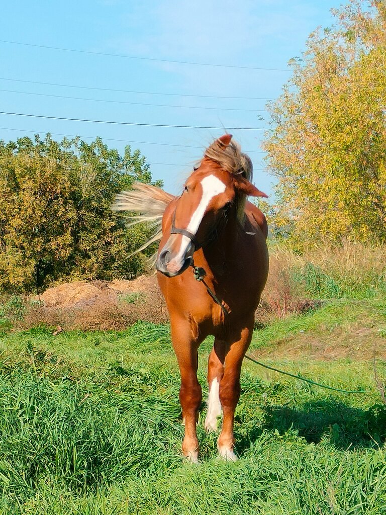 At ve binicilik kulüpleri Конный клуб, Lipetskaya oblastı, foto