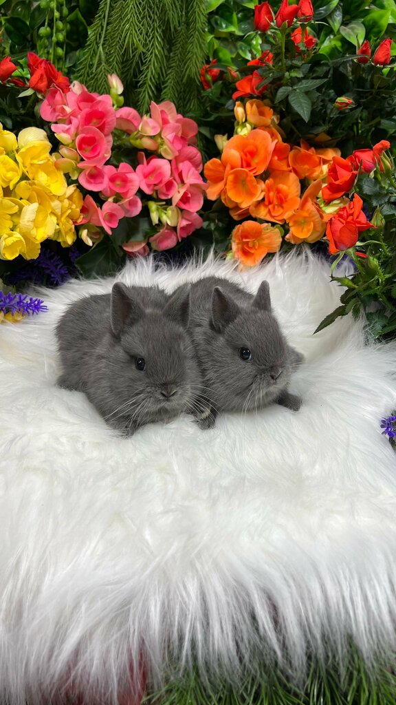 Evcil hayvan yetiştiricileri Царский Кролик, Moskova, foto