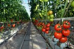 Agroso Seracılık (Kocaeli, Gebze, Cumaköy Mah., Mevlana Cad., 48), seracılık  Gebze'den