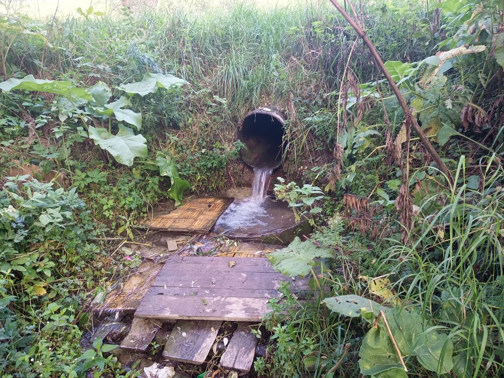 Pınar, çay Spring, stream, Moskova ve Moskovskaya oblastı, foto