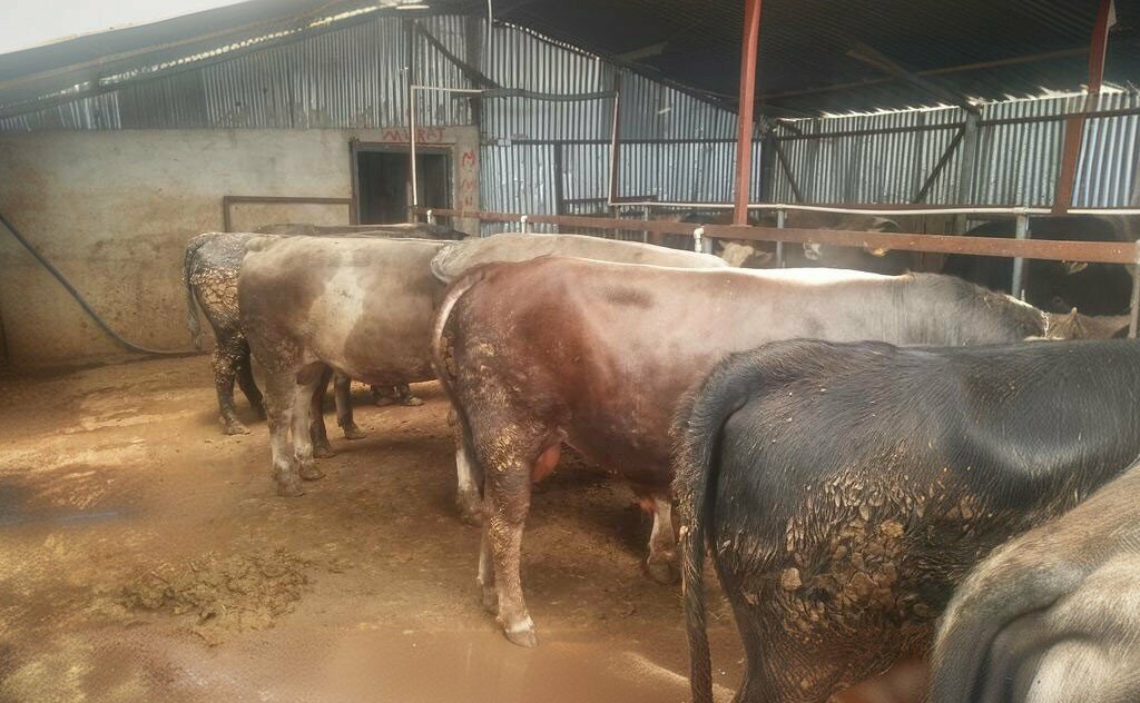 Hayvancılık Özbaylar Besi Çiftliği, Ankara, foto