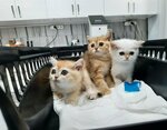 Ağrı Veteriner Kliniği (Pirömer Mah., Rasim Erel Cad., No:22/2Y, Ereğli, Konya), veteriner klinikleri  Ereğli'den