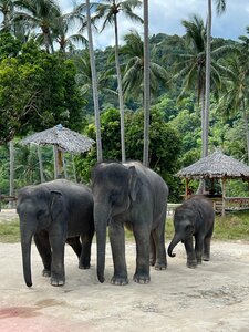 Patong Elephant Care (Phuket, Phuket), turistik yerler