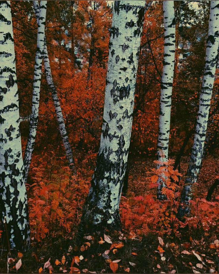 Kültür ve eğlence parkları Берёзовая роща, Kungur, foto