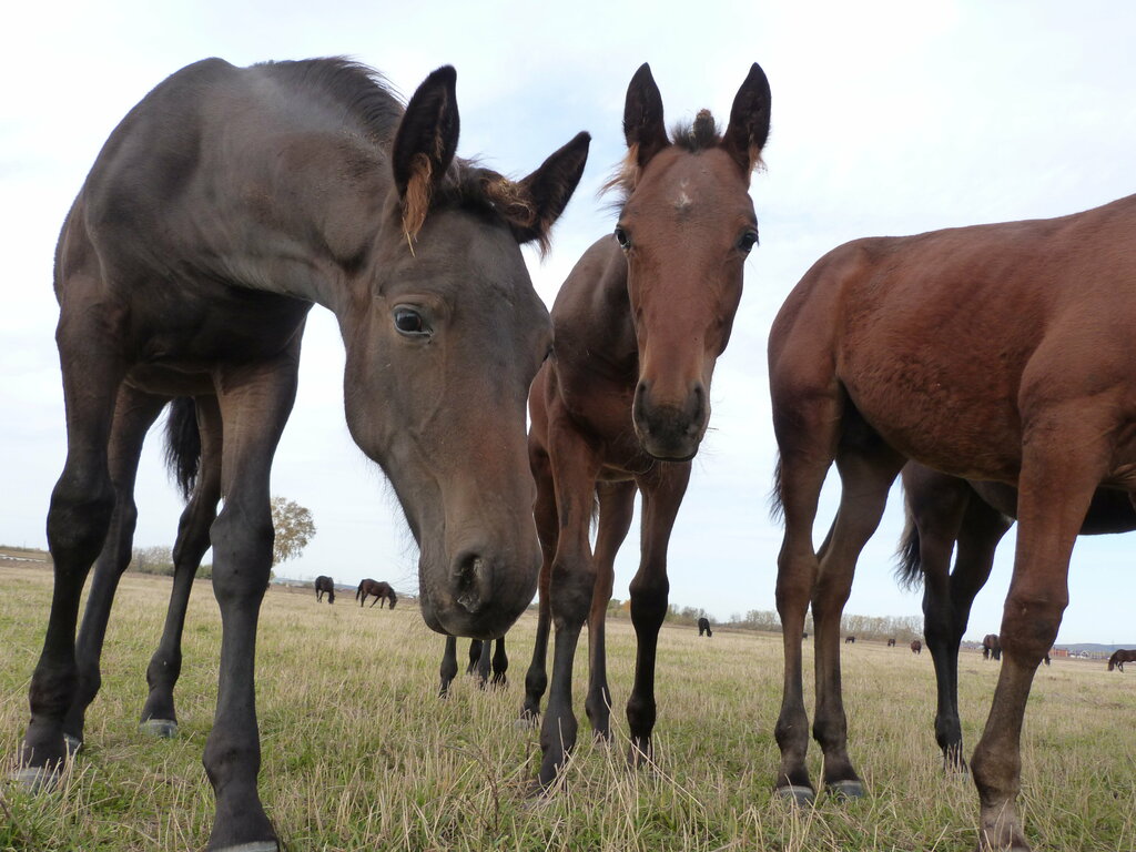 Hayvancılık Ufimsky konny zavod № 119, Başkurdistan, foto