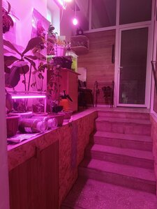 Kattleya studio (No:41А, Aqbulaq shaǵyn aýdany), masaj salonları  Taraz'dan
