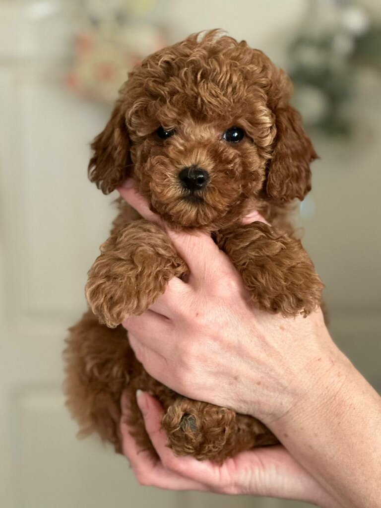 Evcil hayvan yetiştiricileri Kennel toypoodle & maltipoo, Moskova, foto