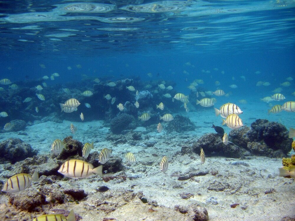 Otel Tahiti Sail and Dive, Dünya, foto