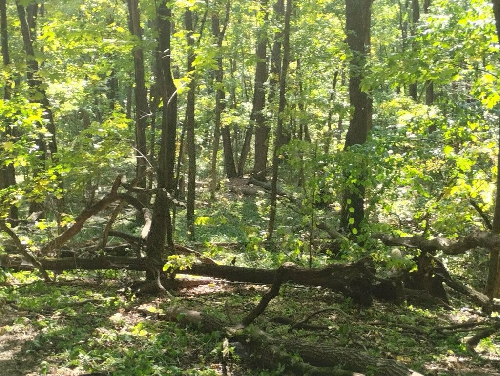 Doğa koruma alanı ООПТ регионального значения государственный природный заказник урочище Пожарище, Belgorodskaya oblastı, foto