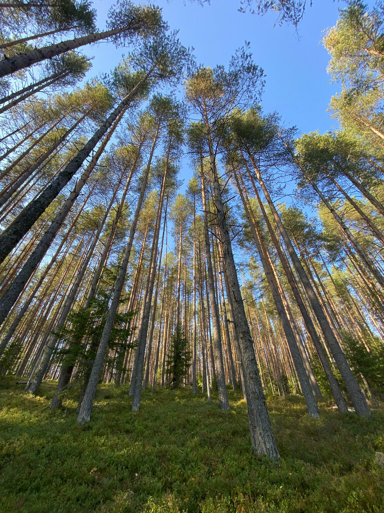 Konuk evi Хитта, Medvezhyegorsk, foto