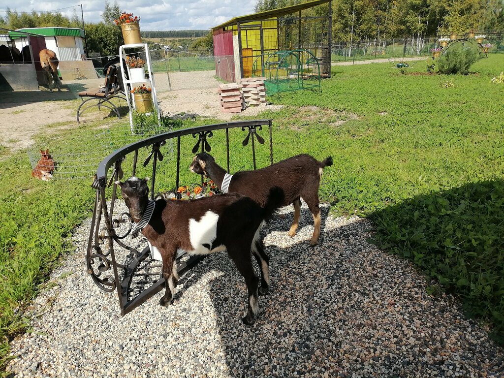 At ve binicilik kulüpleri Конное подворье, Vladimirskaya oblastı, foto