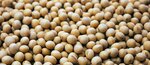 Agritech Commodity Foodstuff (Al Zahraa Techno Centre, Al Raffa, Bur Dubai, Dubai), toptan gıda mağazaları  Dubai'den