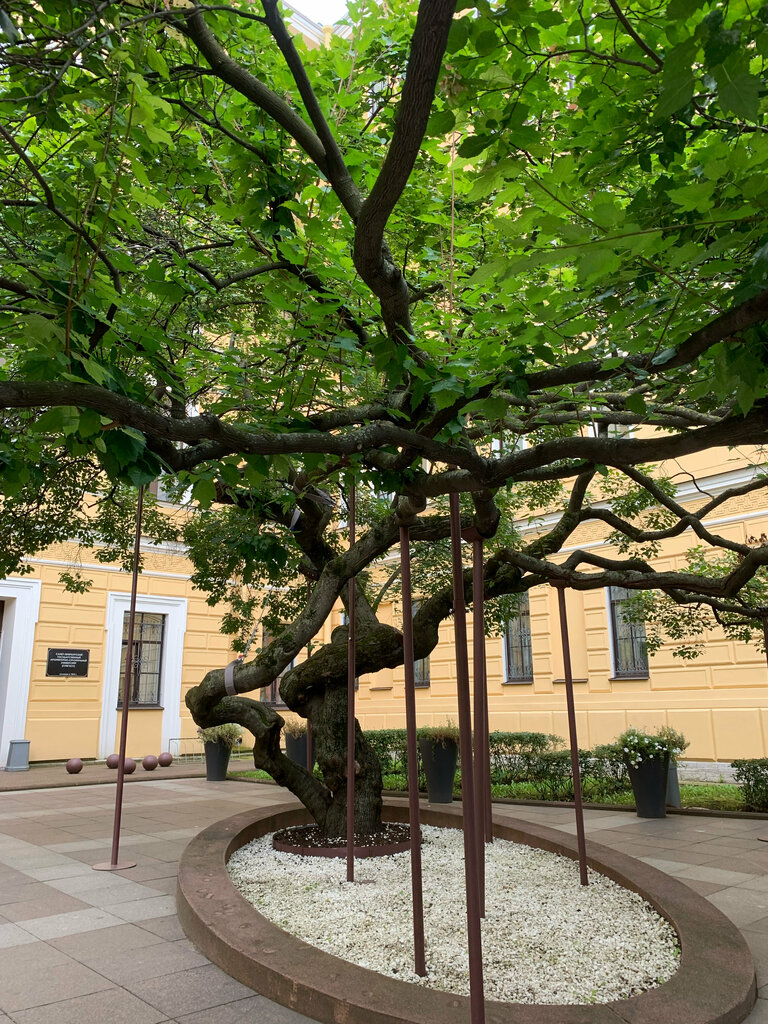 Doğa The Tree of SPbGASU, Saint‑Petersburg, foto