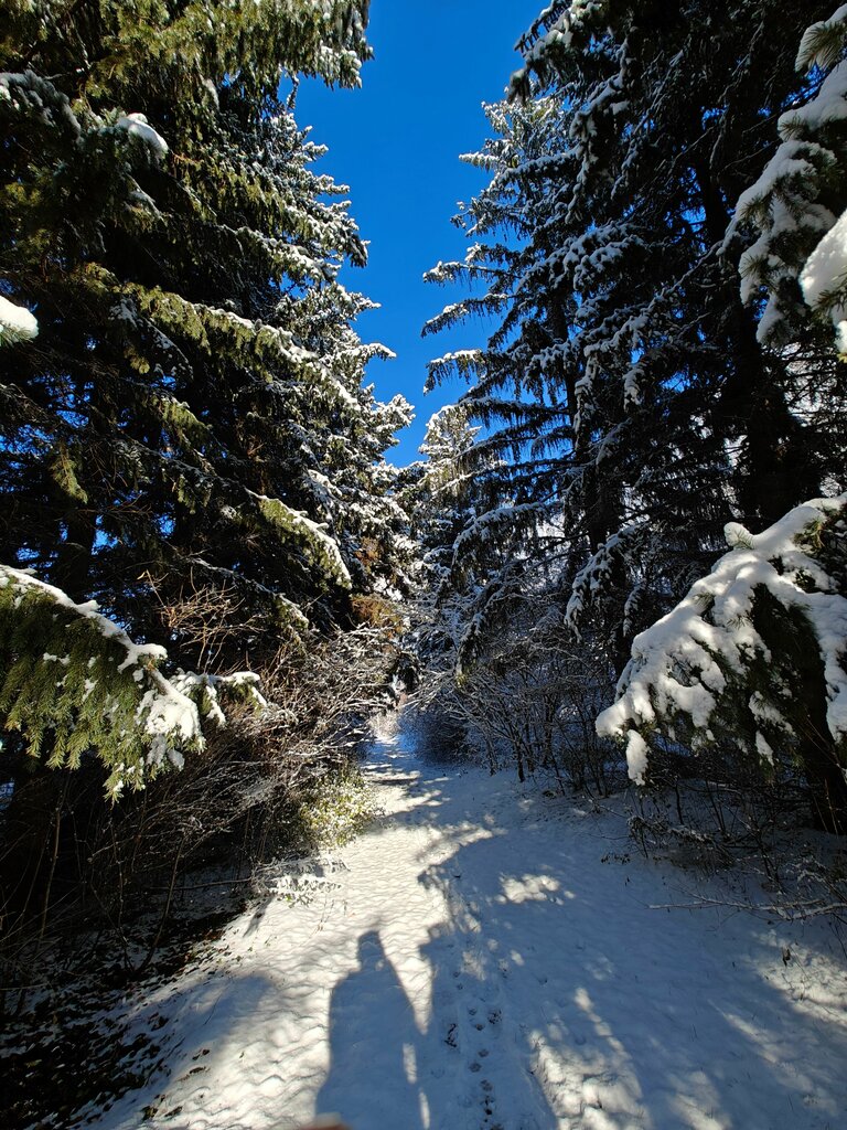 Kültür ve eğlence parkları Dendrological Park, Şçuçinsk, foto