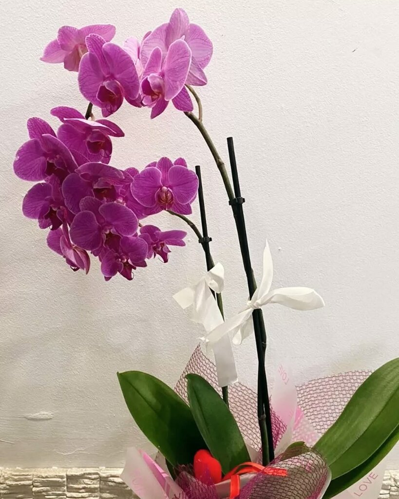 Çiçekçiler Maifrezya Çiçekçilik, Ankara, foto