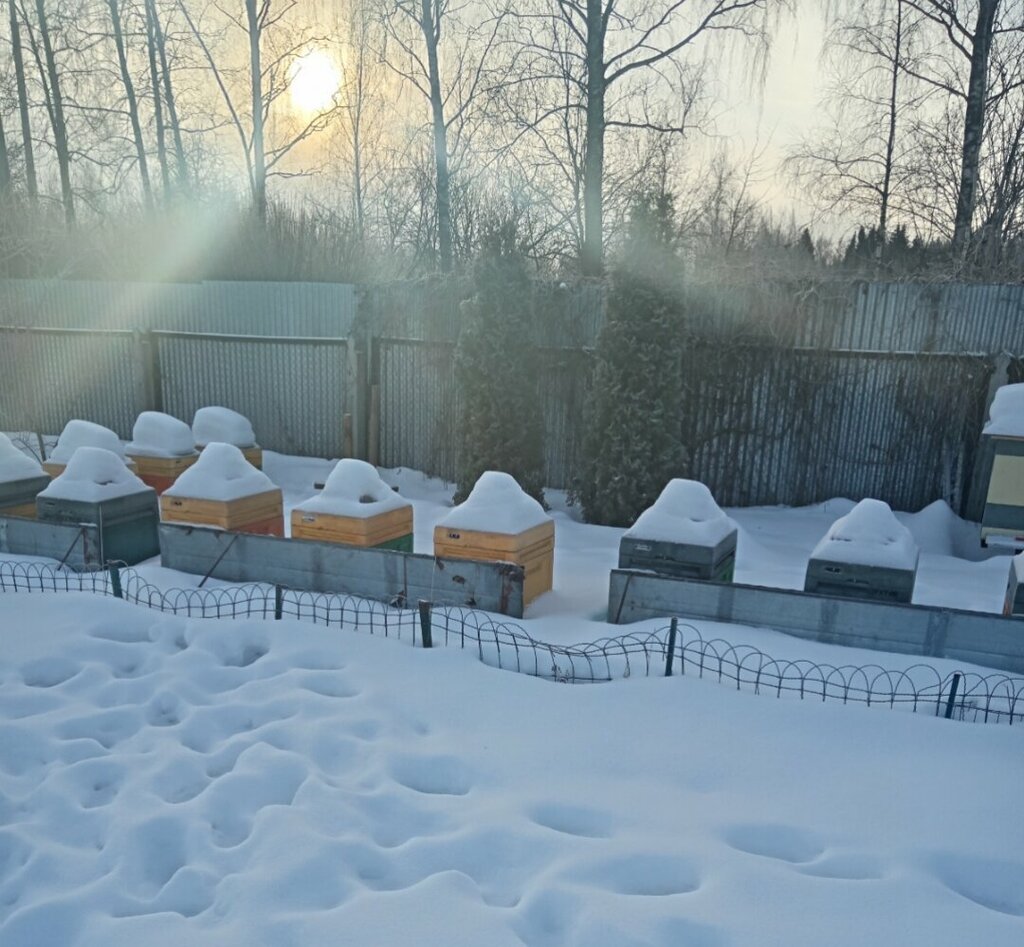 Bal ve arıcılık firmaları Мёд с пасеки в Поварово, Moskova ve Moskovskaya oblastı, foto