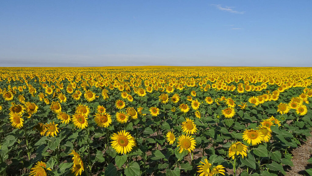Tarım ürünleri firmaları Energo Agro, Kursk, foto