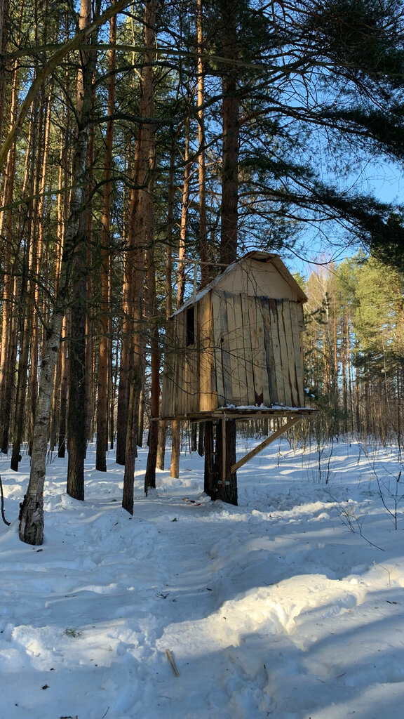 Orman Маяковский бор, Yaroslavskaya oblastı, foto