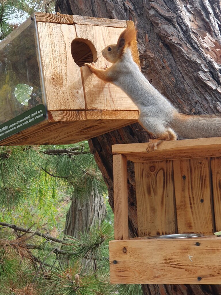 Atraksiyon Бустер, Anapa, foto