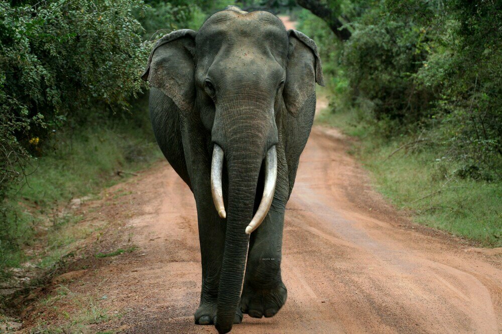 Otel Wild eco safari, , foto