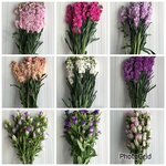 Flora Blooms (46, Sana'A Street, Ras Al Khor, Dubai), çiçekçiler