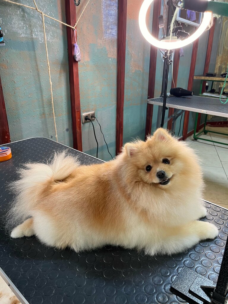 Evcil hayvan kuaförleri Grooming Room, Erivan, foto