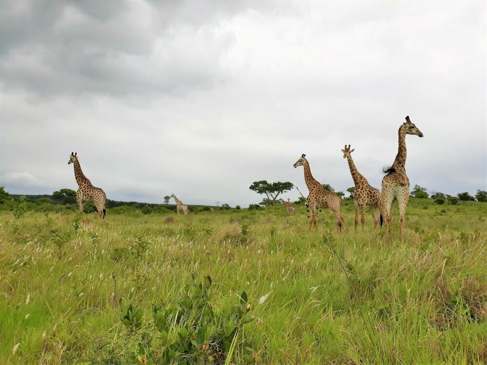 Otel St Lucia Wilds, Dünya, foto