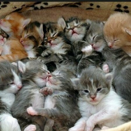 Petshop İnci Petshop, Ankara, foto