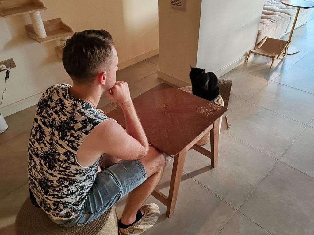 Kafe Meowtropolis Cat Cafe, Dubai, foto