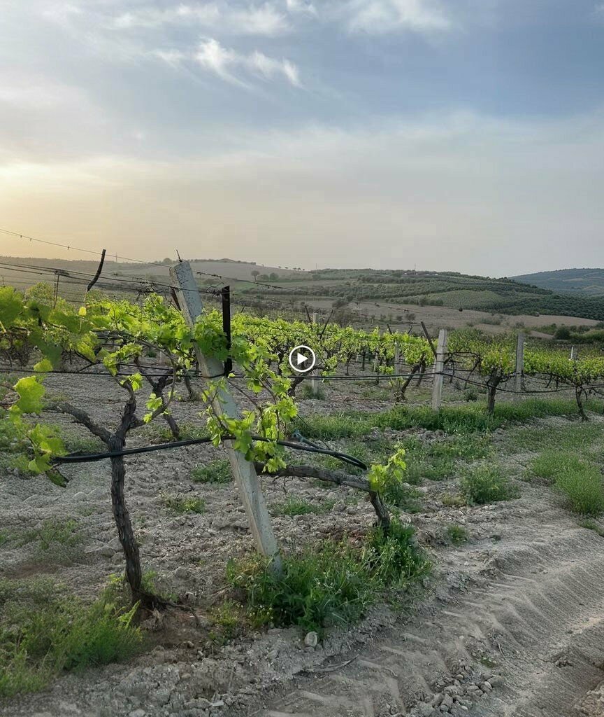 Muhtarlıklar Çapaklı Mahalle Muhtarlığı, Salihli, foto