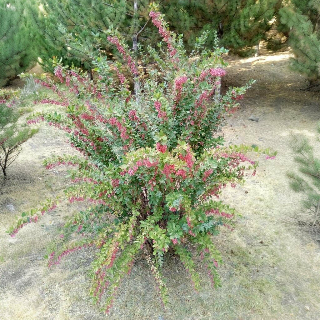 Kültür ve eğlence parkları Şehit Ahmet Tamer Parkı, Ankara, foto