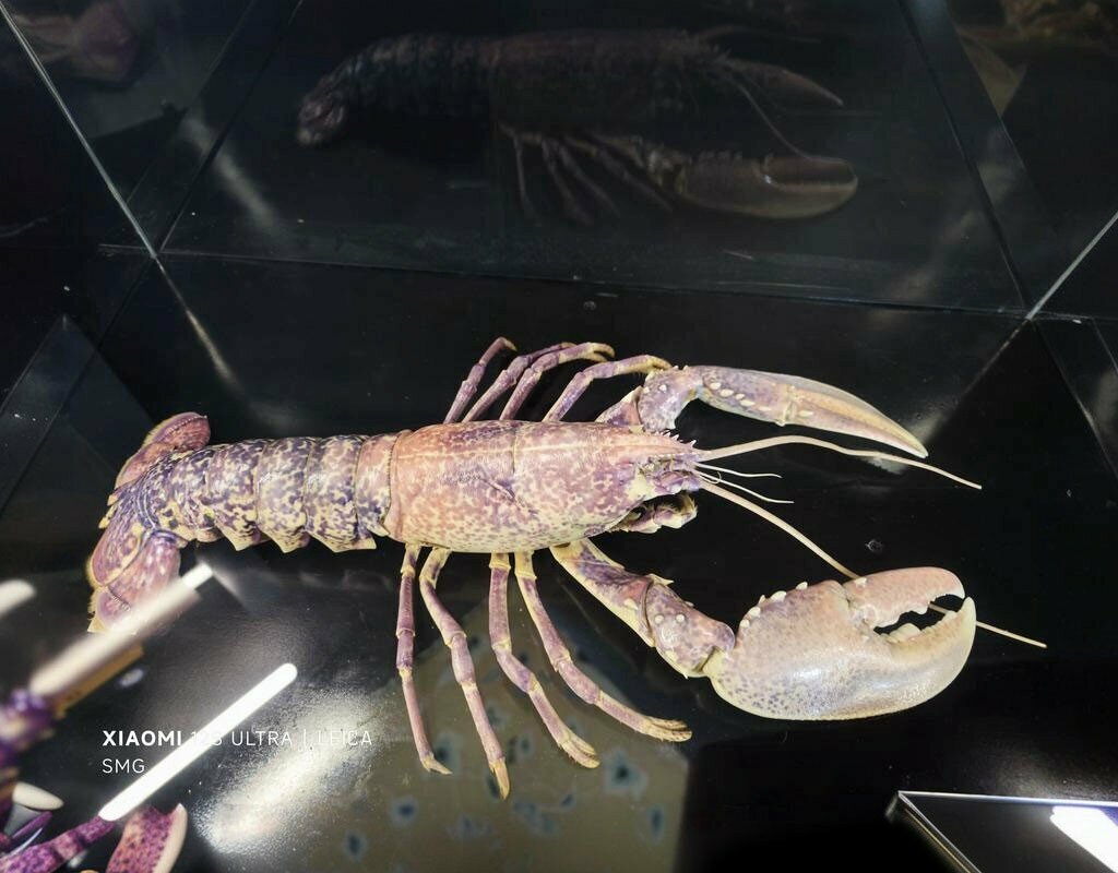 Müzeler ve sanat galerileri Trakya Üniversitesi Doğa Tarihi Müzesi, Edirne, foto